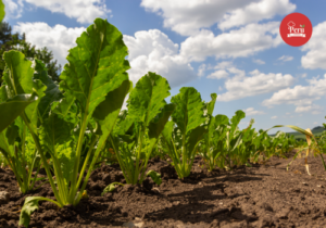 Todo lo que debes saber sobre el azúcar de remolacha
